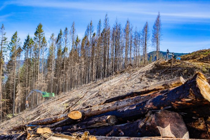 A Complete Guide to Steep-Slope Forestry Winch Assists